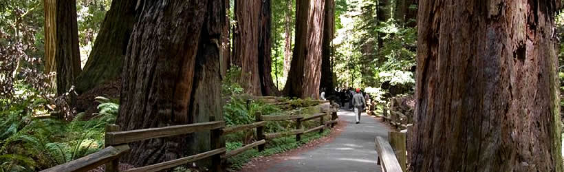Redwood National Park California Travel & Vacation Guide